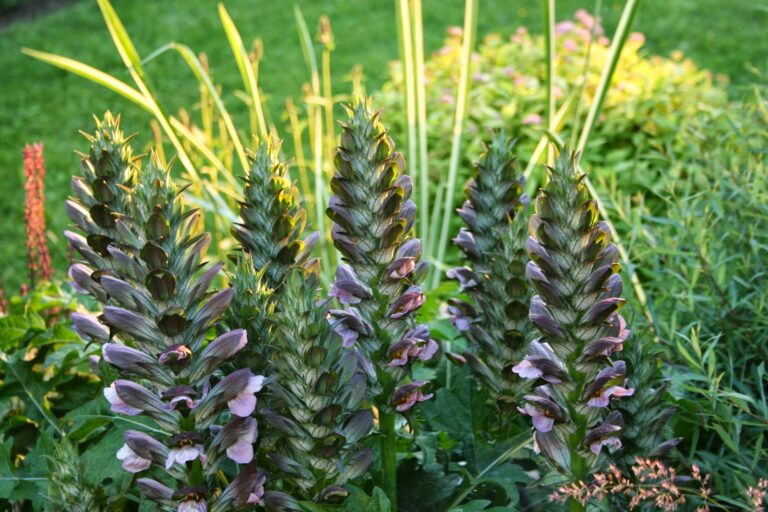 Akantas (Acanthus) yra įspūdingas daugiametis augalas